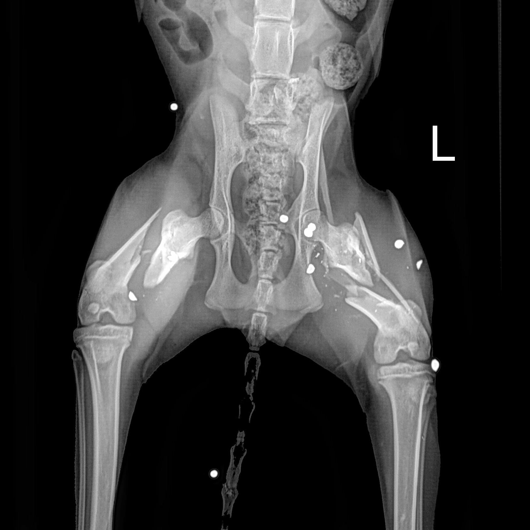 Cat's injuries call for a holiday Miracle - Richmond SPCA