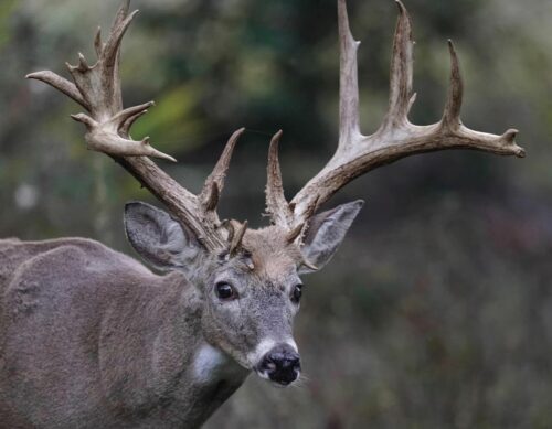 Hollywood Buck's tragic end was cowardly and immoral - Richmond SPCA
