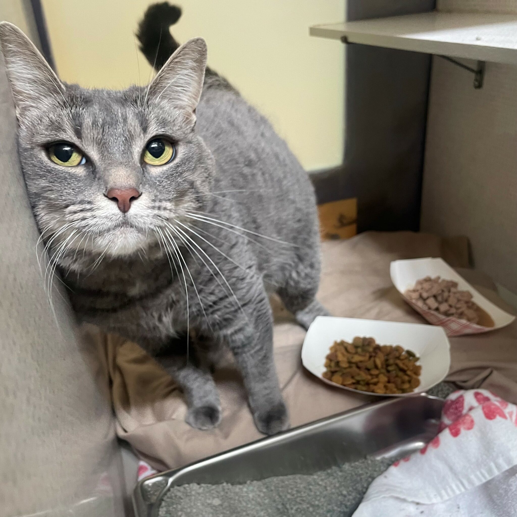 We Were Adopted: May 20 - 26, 2024 - Richmond SPCA