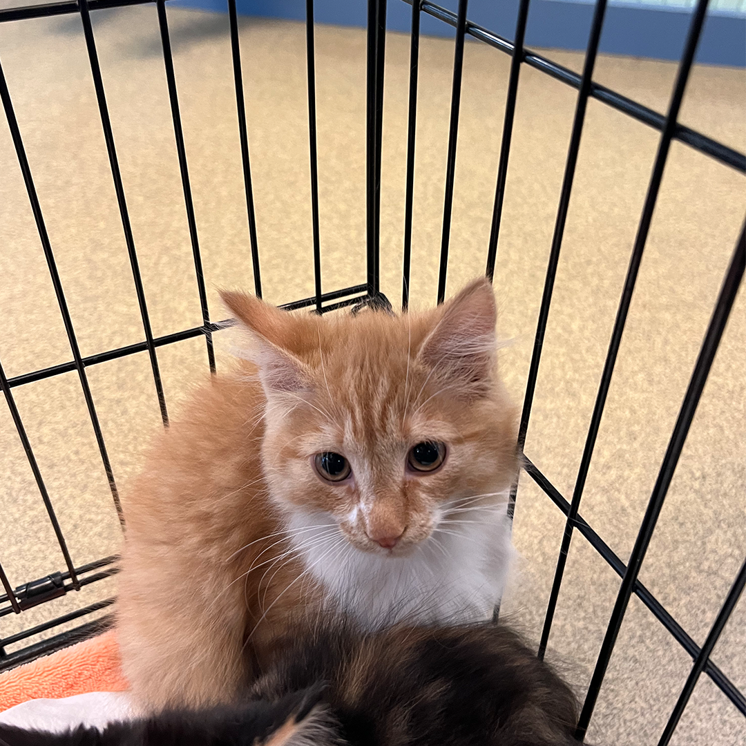 We Were Adopted: July 22 - 28, 2024 - Richmond SPCA