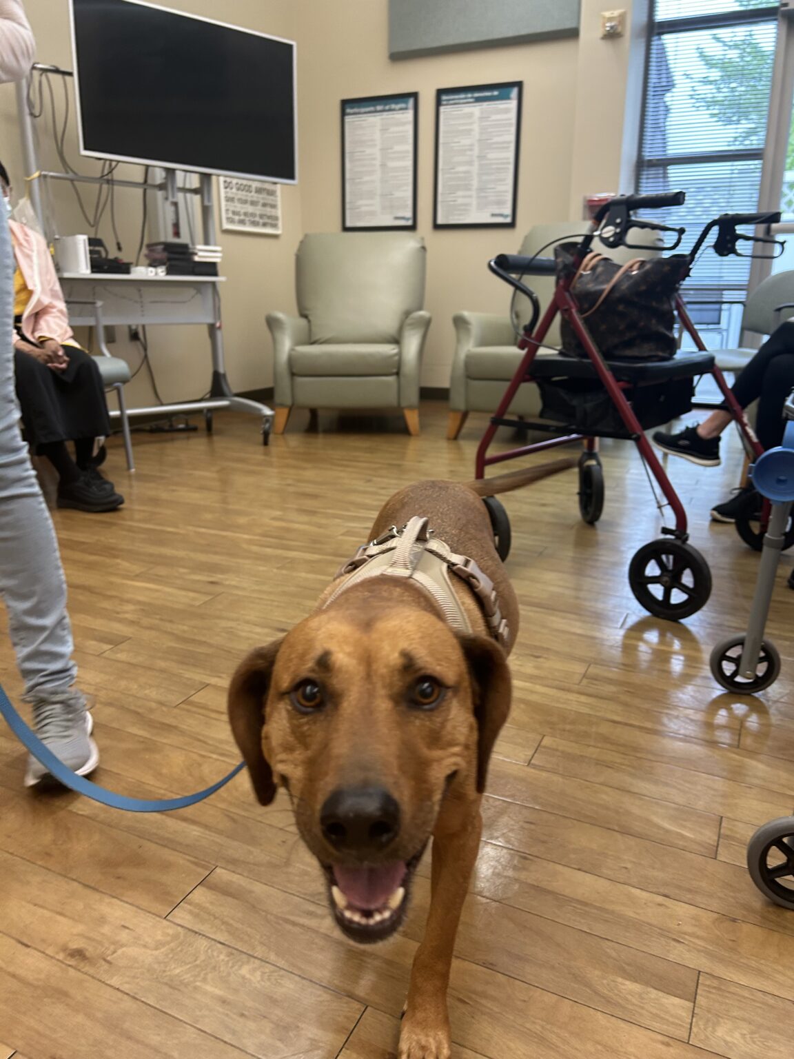 Paws for Health: A journey of connection, one paw at a time - Richmond SPCA