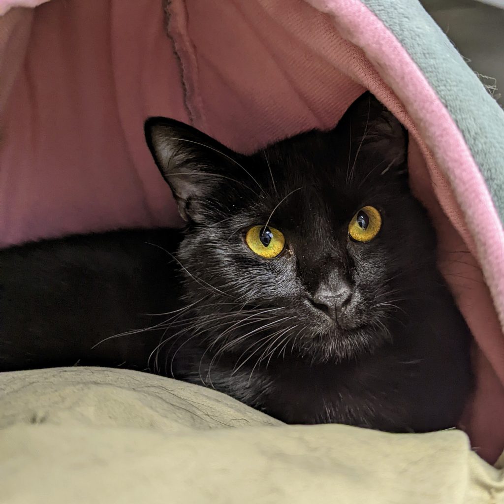 We Were Adopted: August 1 - 7, 2022 - Richmond SPCA