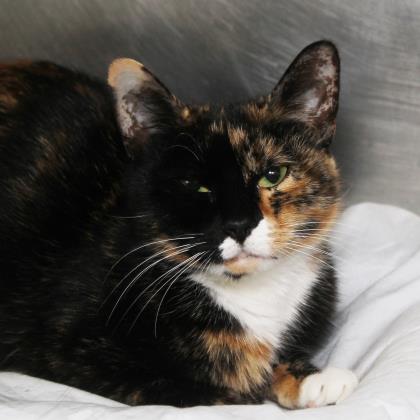 We were adopted: March 18 - 24, 2019 - Richmond SPCA