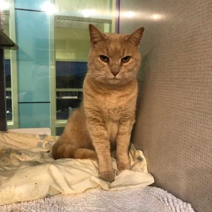 We were adopted: March 18 - 24, 2019 - Richmond SPCA