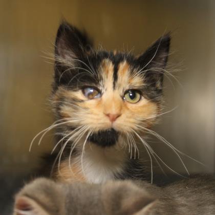 We were adopted: March 18 - 24, 2019 - Richmond SPCA