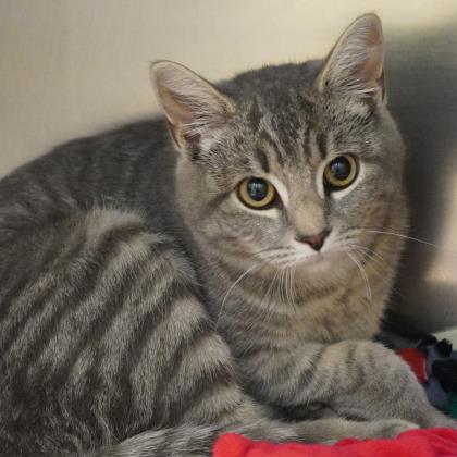 We were adopted: March 9 - 22, 2020 - Richmond SPCA