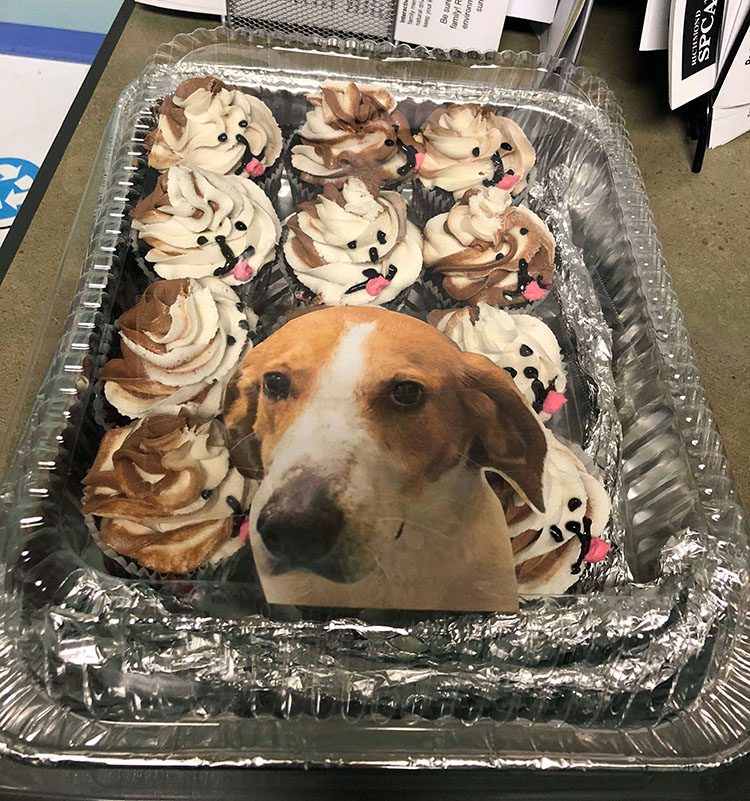 Adoption spotlight: Cleveland - Richmond SPCA