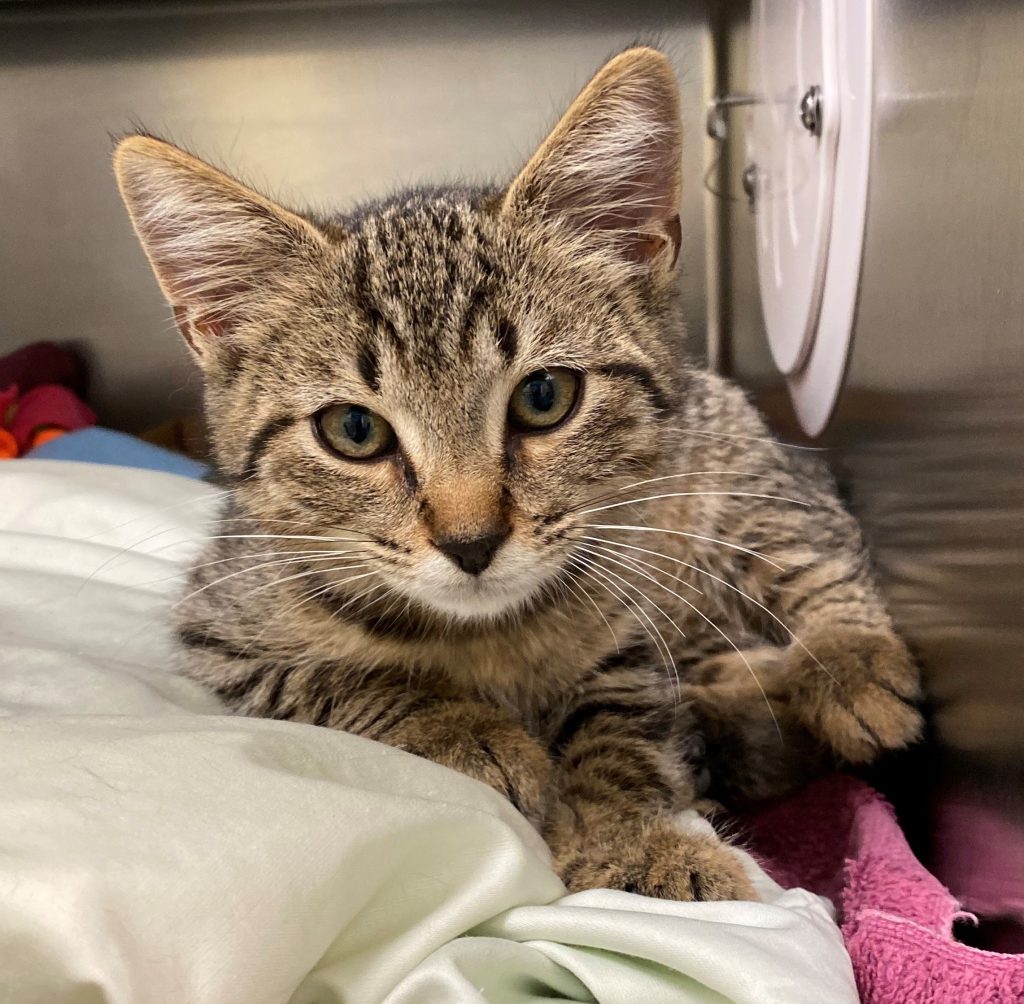 We Were Adopted: August 1 - 7, 2022 - Richmond SPCA