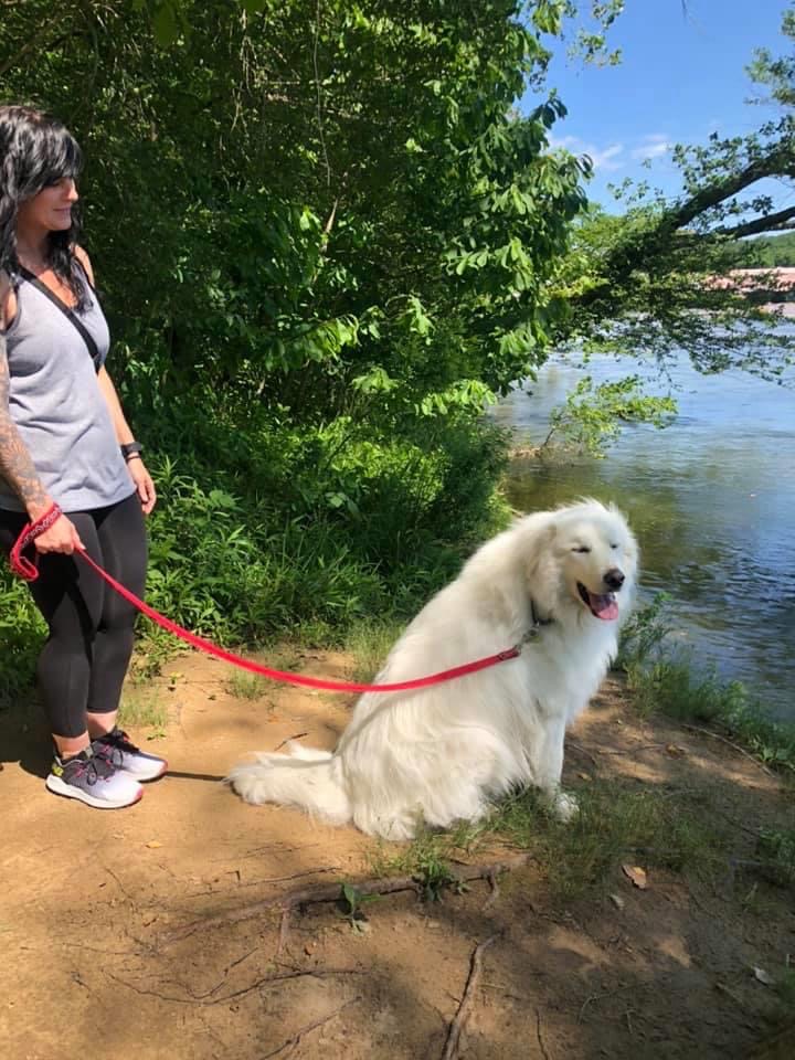 Judge: Soft-and-fluffy yet rough-around-the-edges Pyrenees seeks loyal ...