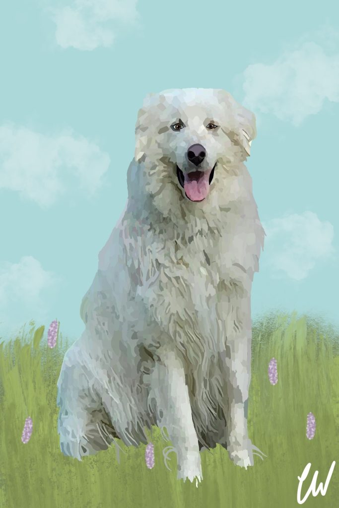 Judge: Soft-and-fluffy yet rough-around-the-edges Pyrenees seeks loyal ...