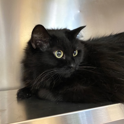 We Were Adopted: August 12 - 18, 2024 - Richmond SPCA