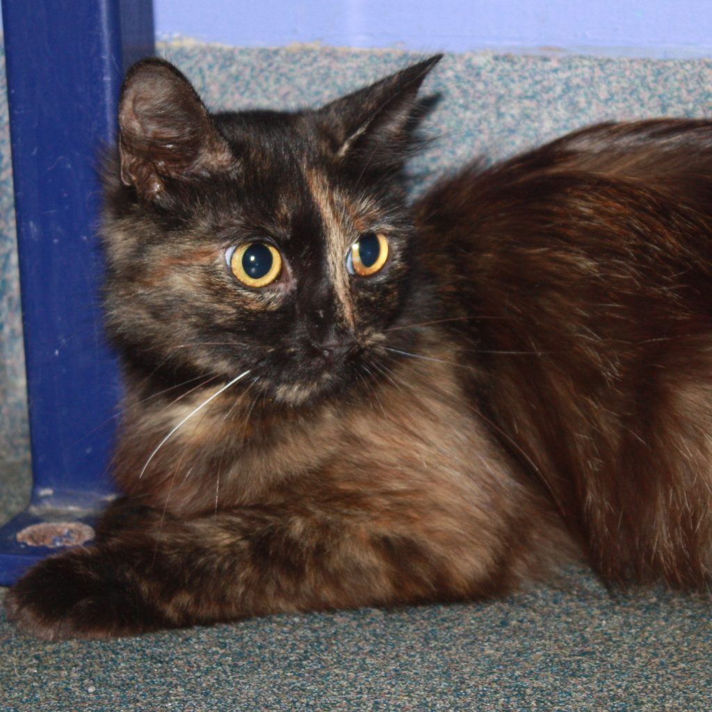 We Were Adopted: August 1 - 7, 2022 - Richmond SPCA