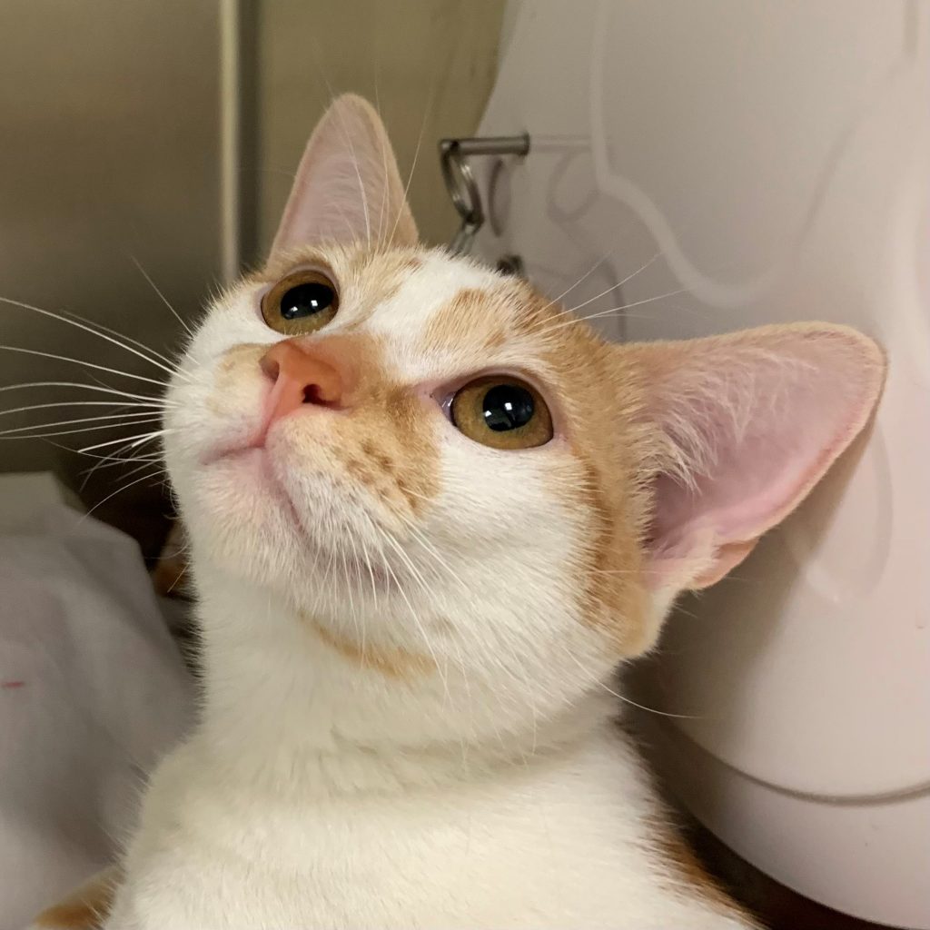 We Were Adopted: August 1 - 7, 2022 - Richmond SPCA