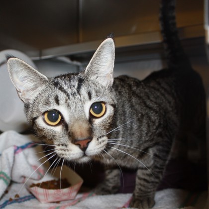 We Were Adopted: August 12 - 18, 2024 - Richmond SPCA