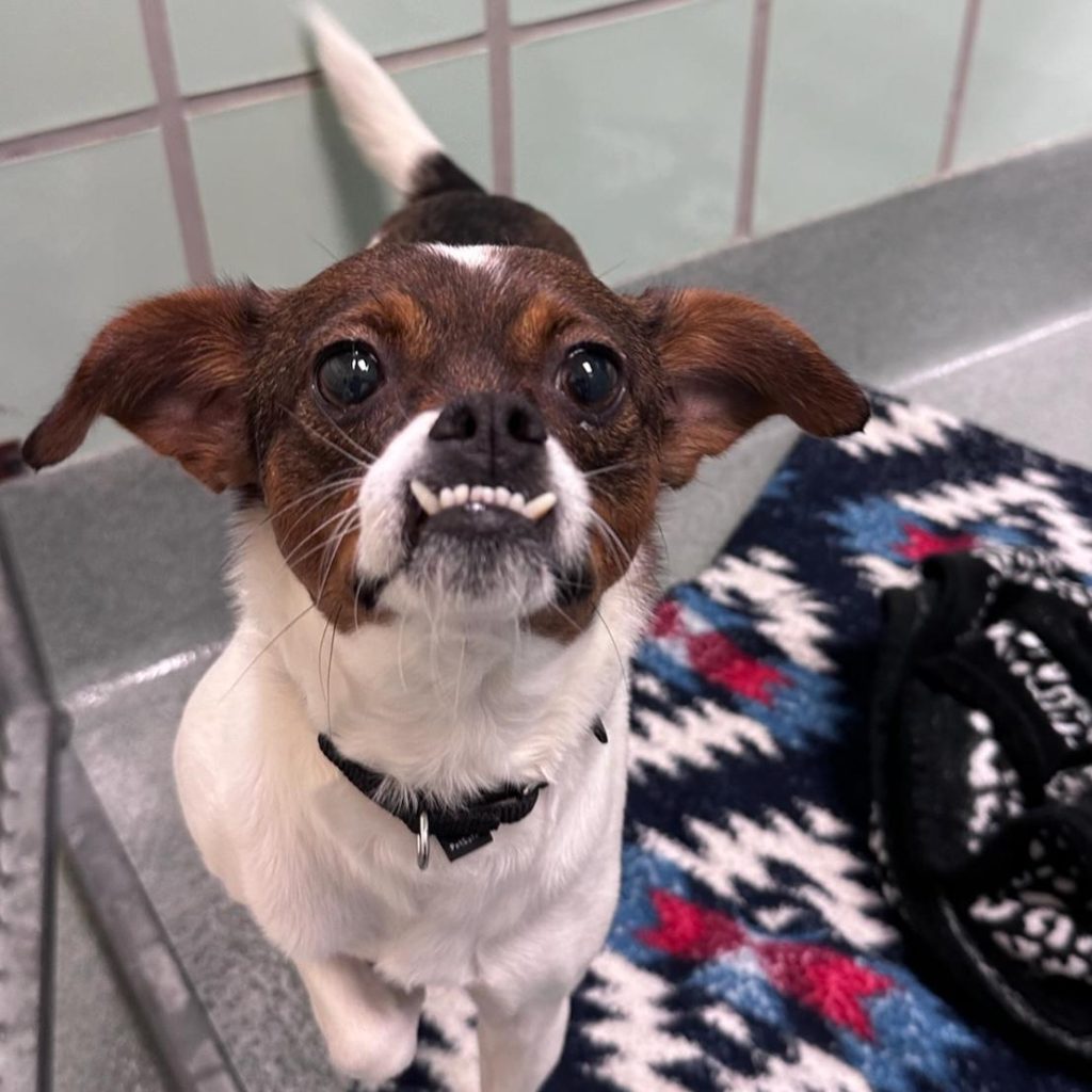 We Were Adopted: November 25 - December 1, 2024 - Richmond SPCA