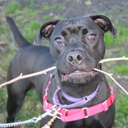 We Were Adopted: November 25 - December 1, 2024 - Richmond SPCA