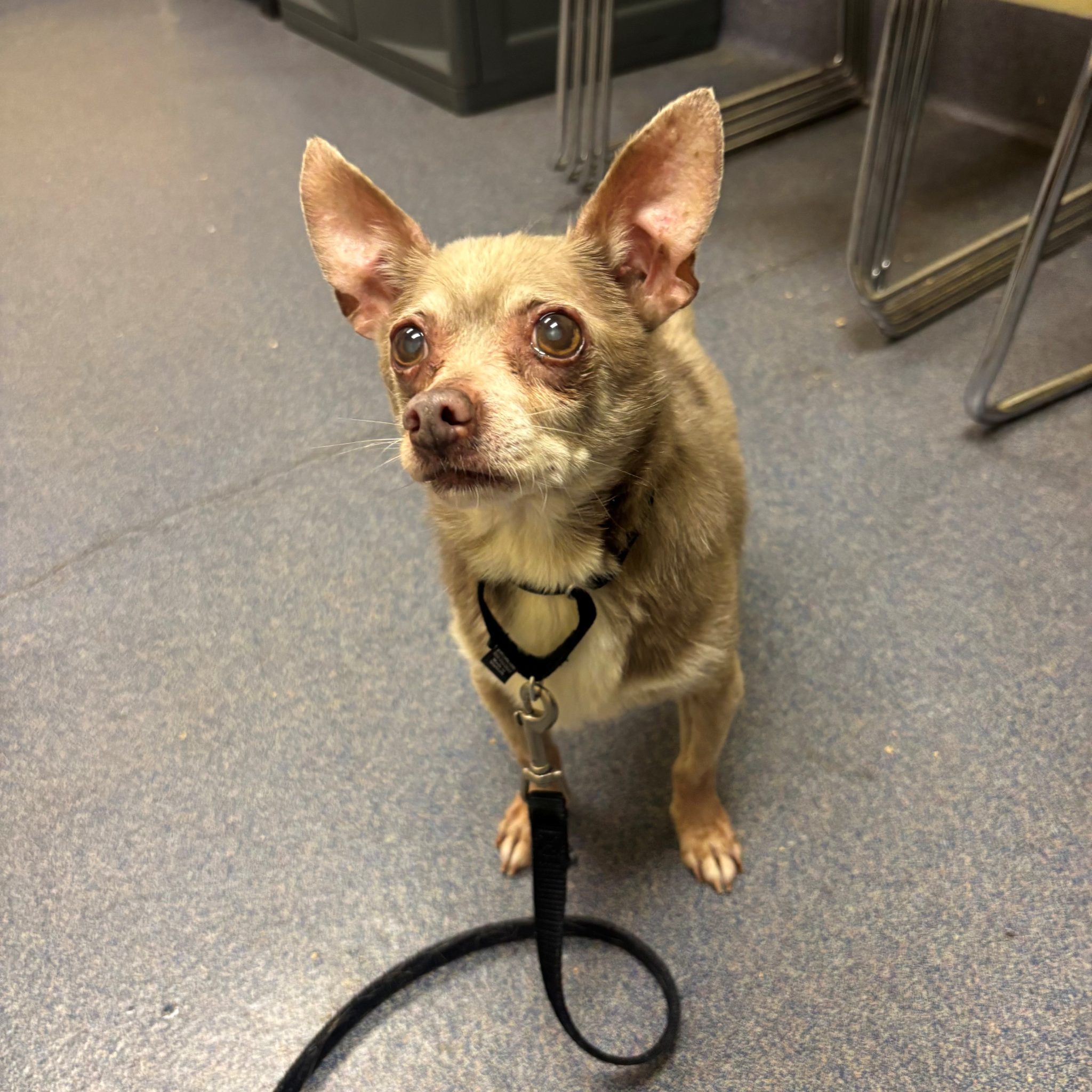 We Were Adopted: November 17 - 24, 2025 - Richmond SPCA