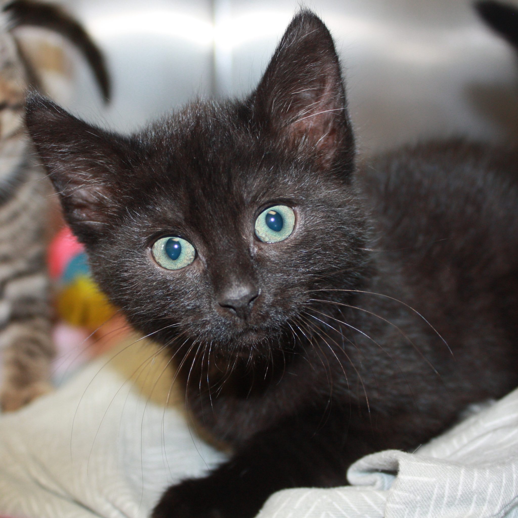 We Were Adopted: June 1 - 7, 2026 - Richmond SPCA
